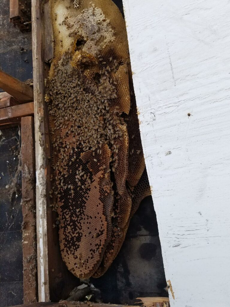 Bee Removal & Hive Cleanup in Los Angeles, OC, Riverside & San Bernardino